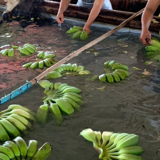 Our Premium Saging Saba - Akabane Bussan